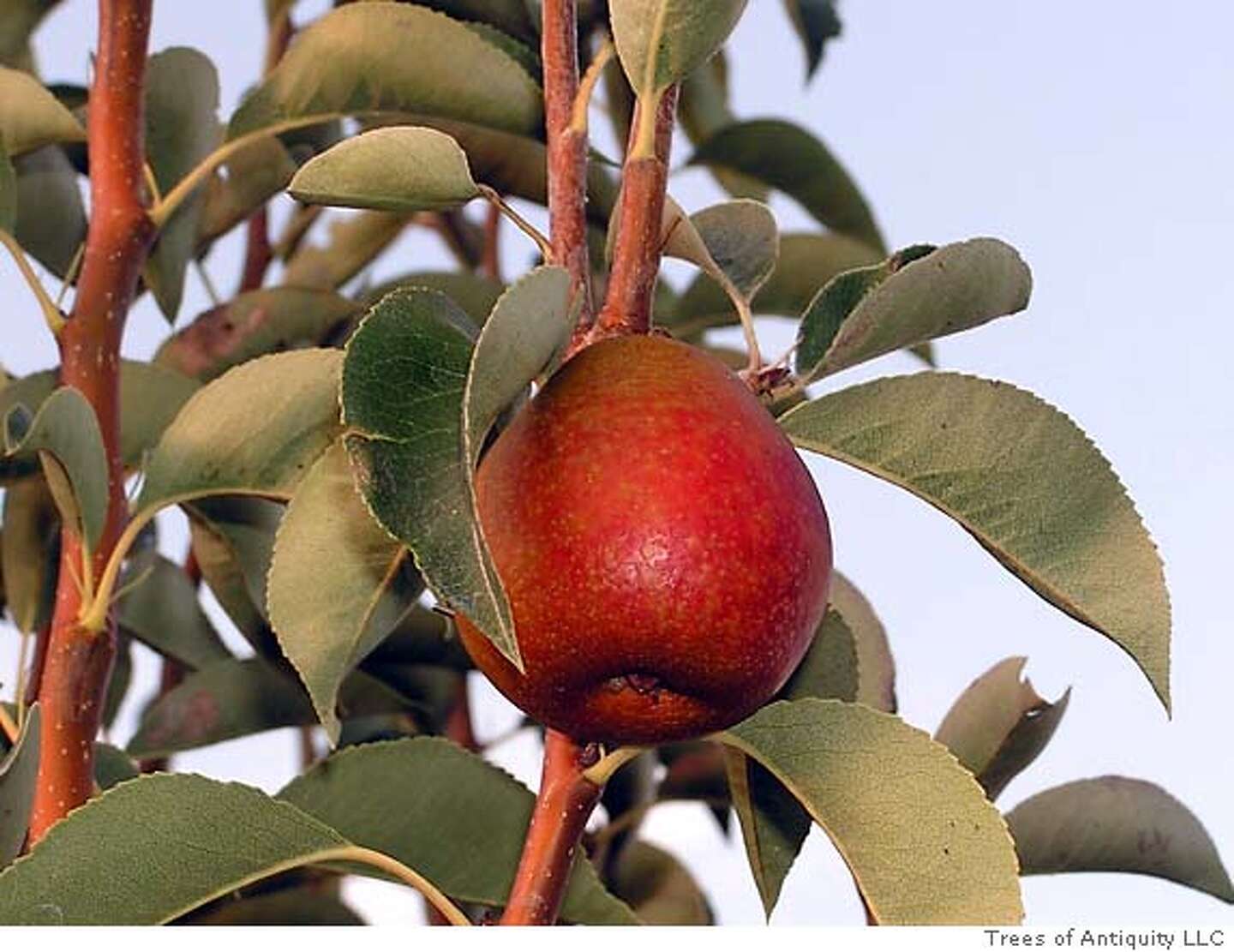 Grow fruit in the yard, never mind the fog and chill