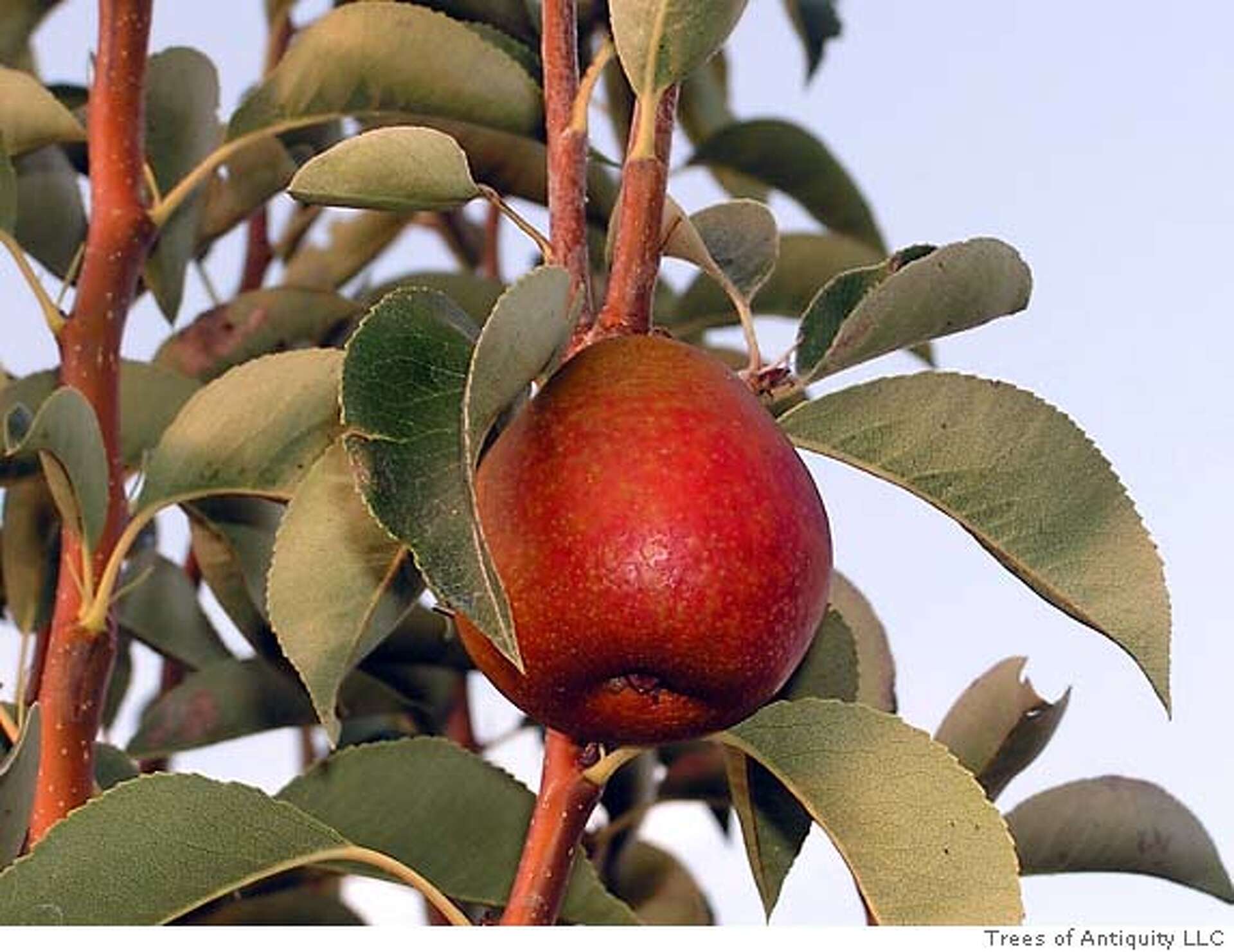 Grow fruit in the yard, never mind the fog and chill