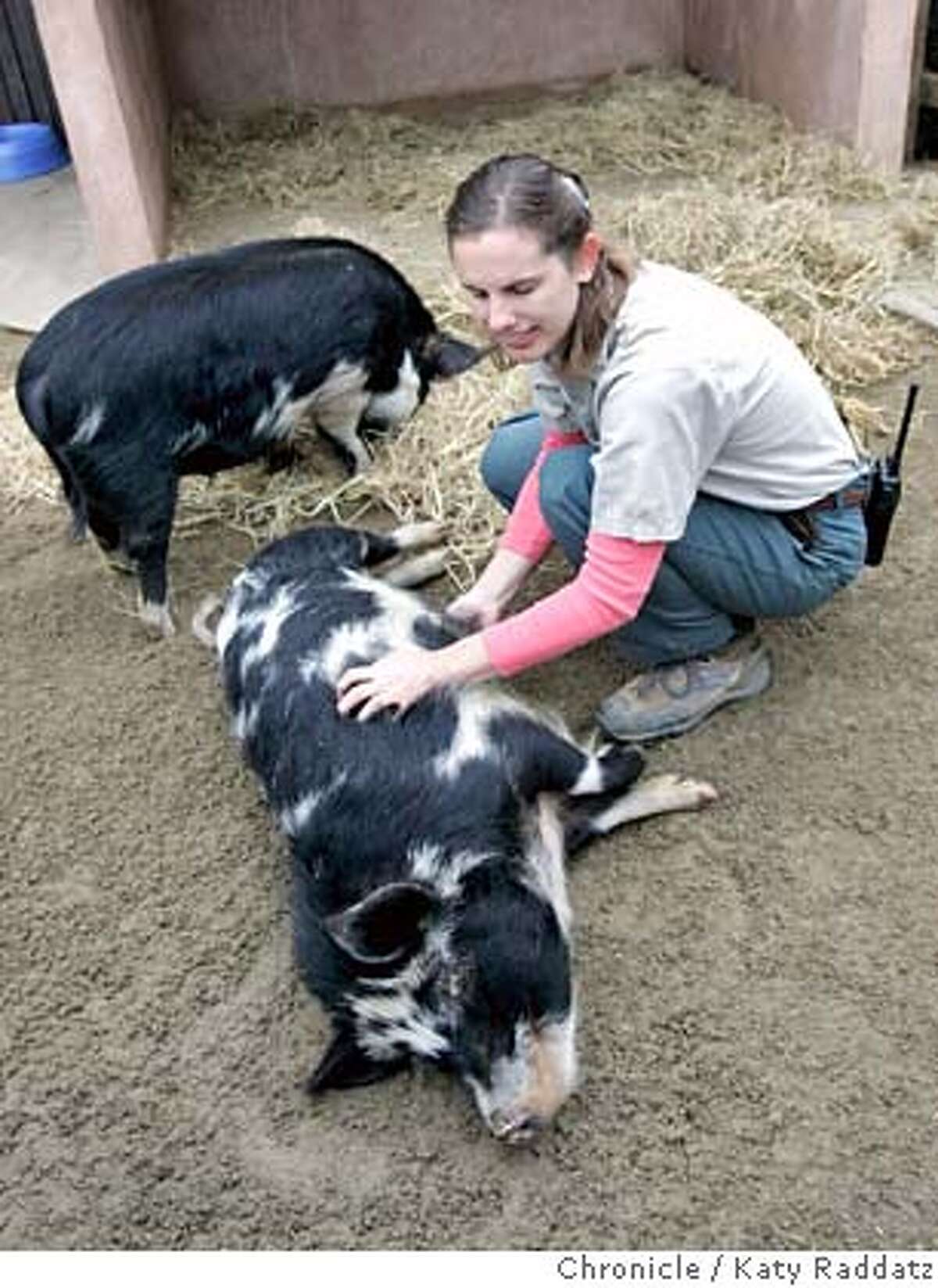 SAN FRANCISCO / Year of the KuneKune / 2 pigs from New Zealand breed ...
