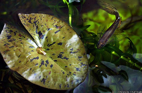 Gardening underwater / Landless green-thumbers can create tiny, watery ...