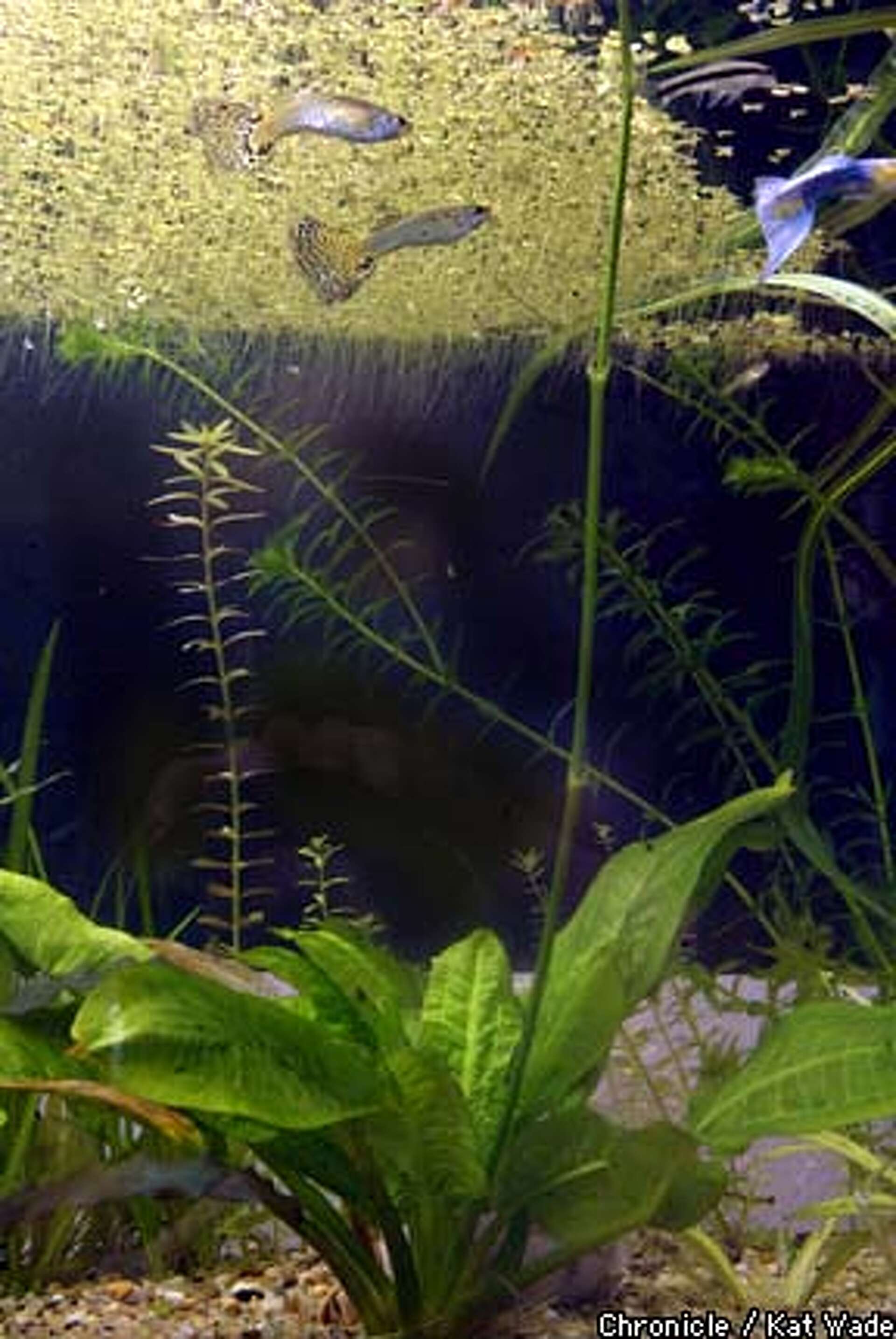 Gardening underwater / Landless green-thumbers can create tiny, watery ...