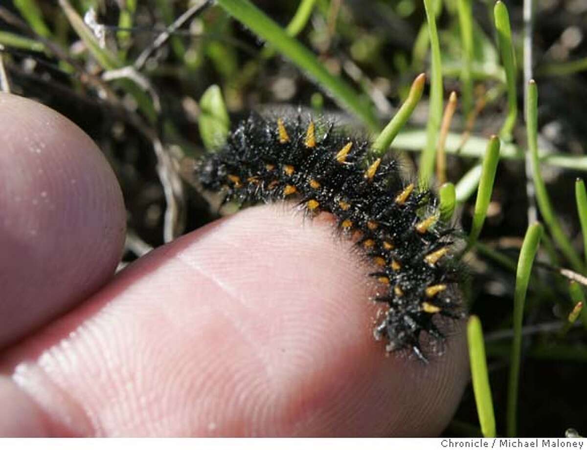Big effort to save a little butterfly / Once-common bay checkerspot ...