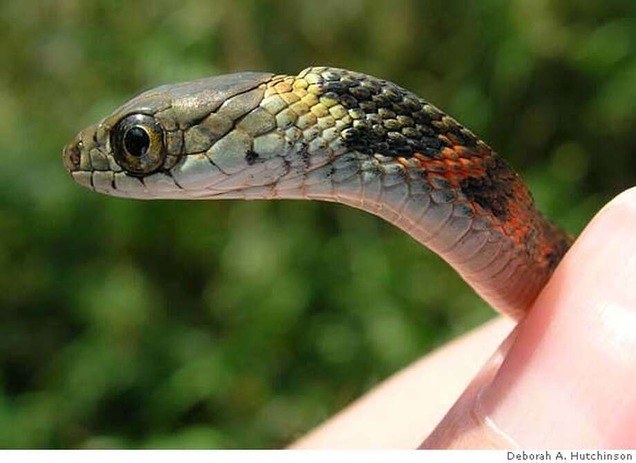 Small snakes' adaptation would make Darwin proud - SFGate