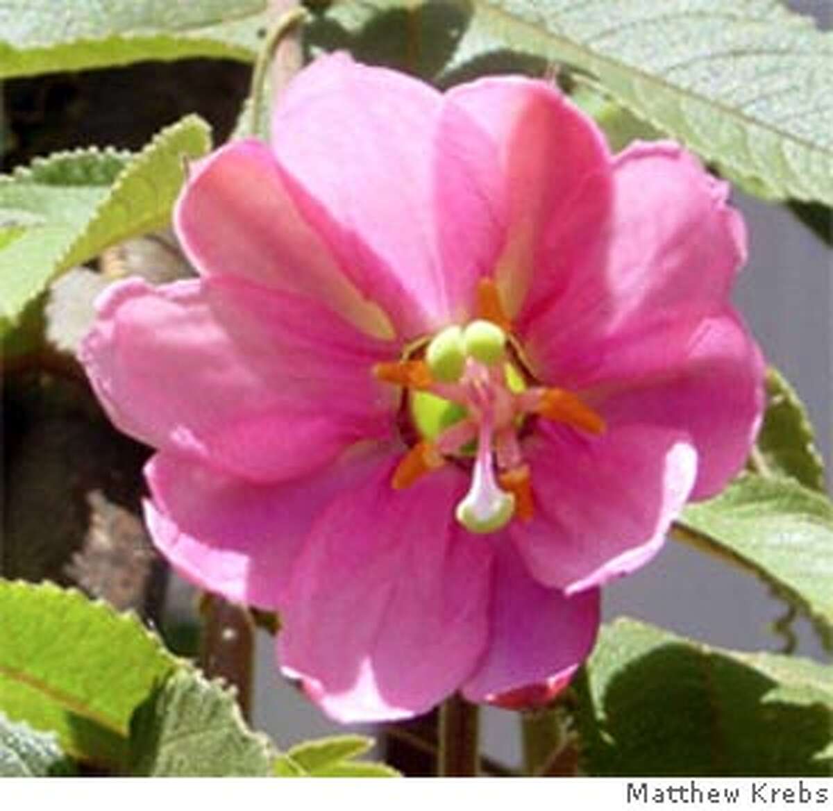 Tropical fruit from the fog / Many exotic edibles will grow -- and even ...