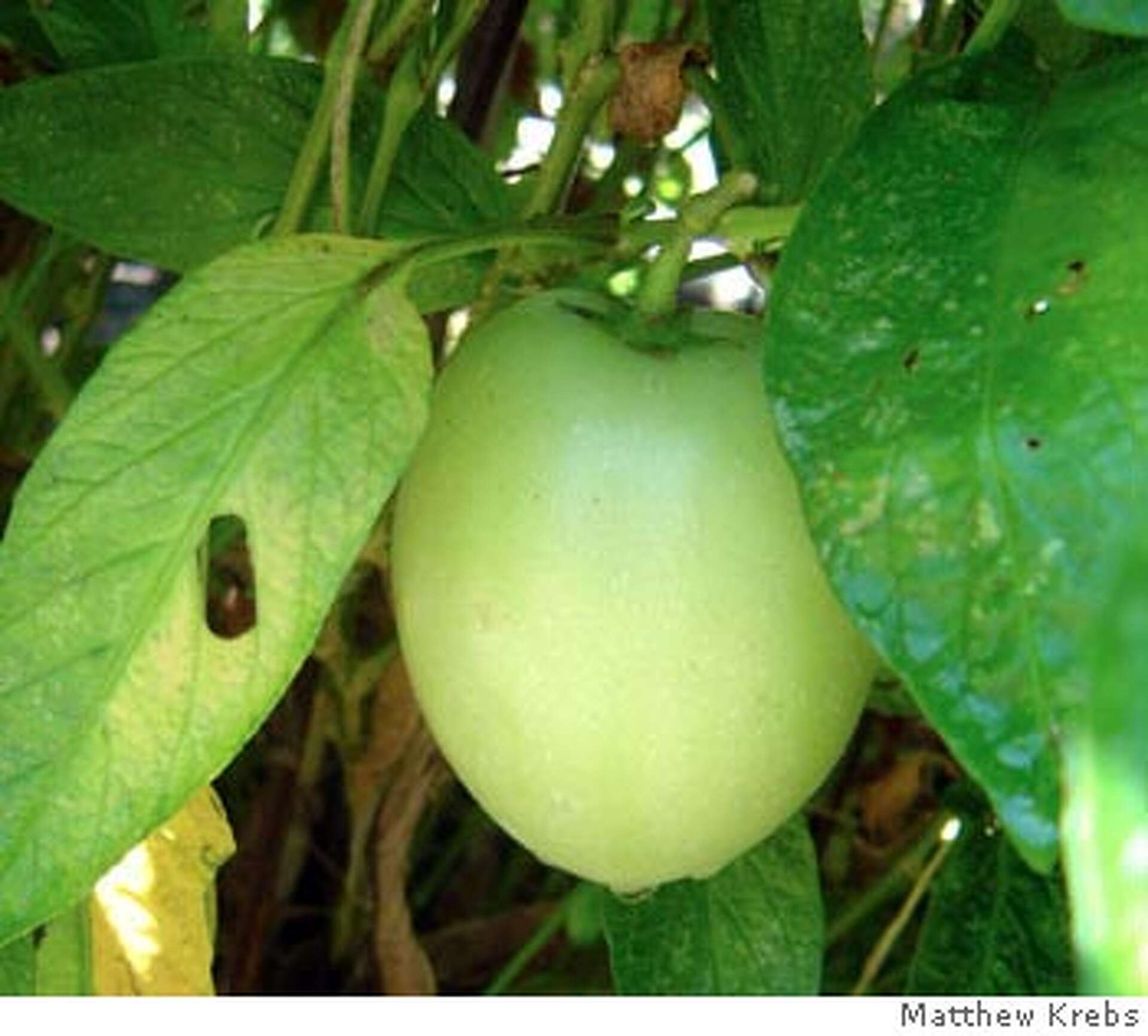 Tropical fruit from the fog / Many exotic edibles will grow -- and even ...