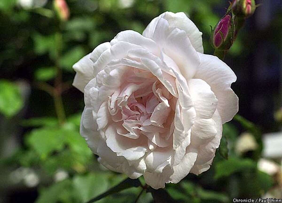 Old roses 101 / For those who don't know 'Empress Josephine' from their ...