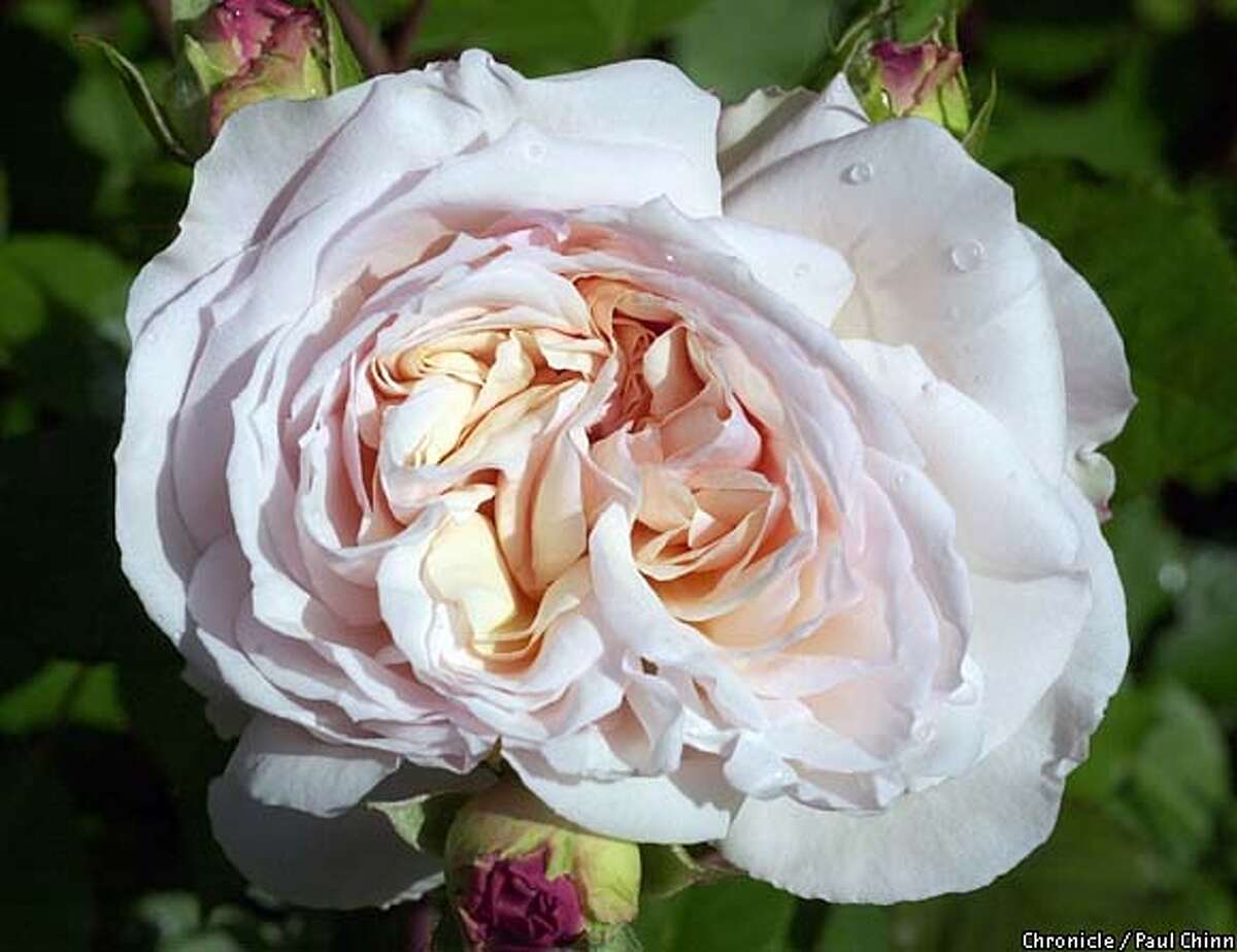 Old roses 101 / For those who don't know 'Empress Josephine' from their ...