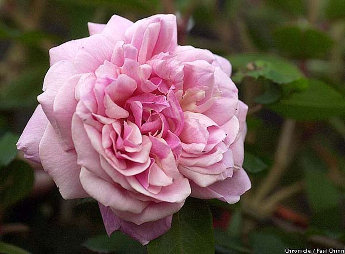 Old roses 101 / For those who don't know 'Empress Josephine' from their ...