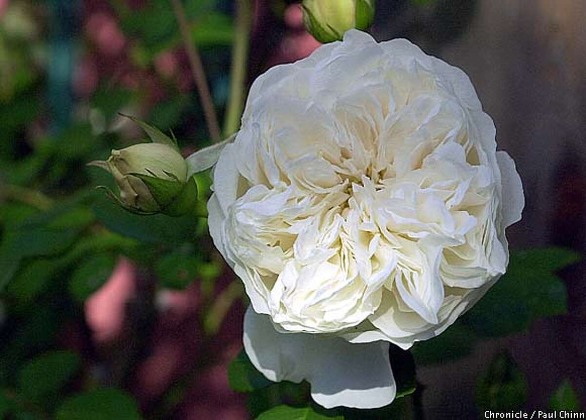 Old roses 101 / For those who don't know 'Empress Josephine' from their ...