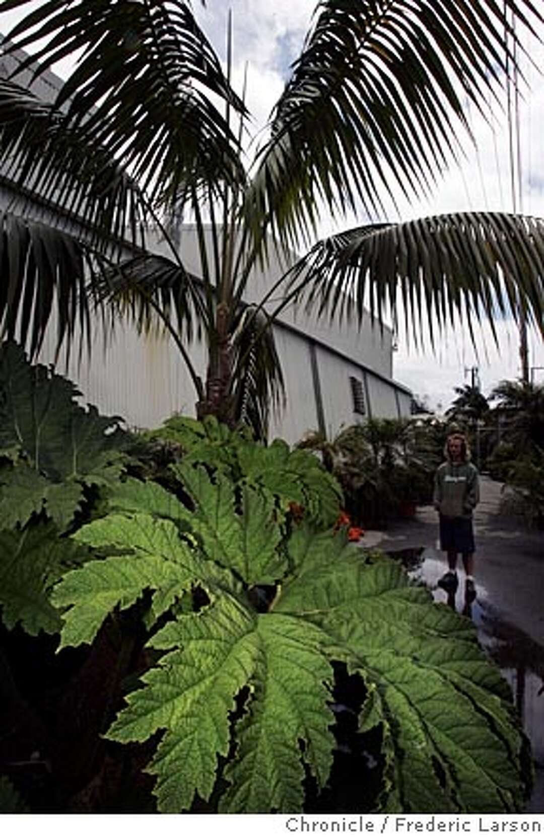 Palms up! / Only one kind is native to the state, but California is ...