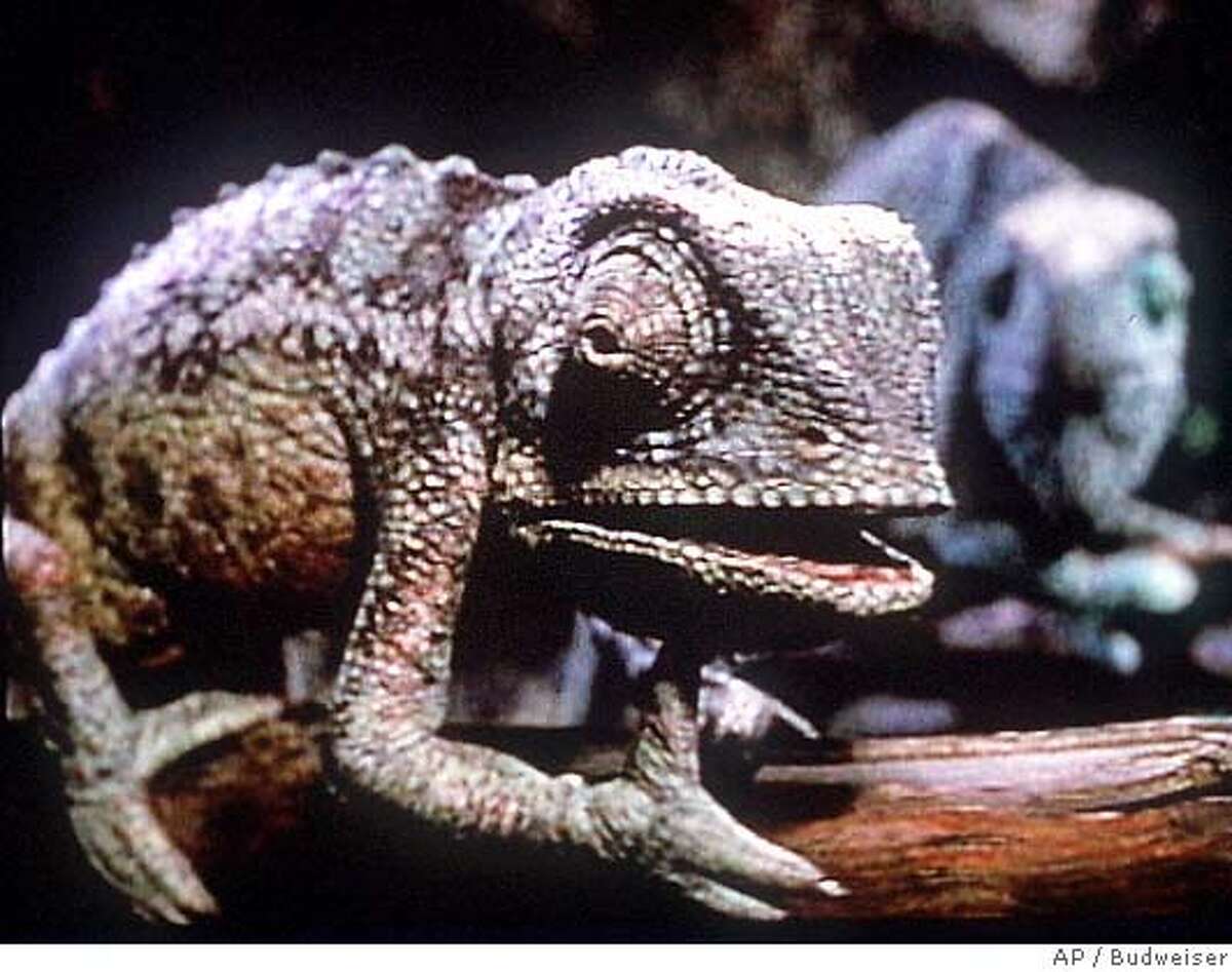 SUPER BOWL GAMES VS. COMMERCIALS / Are ads superior to game?