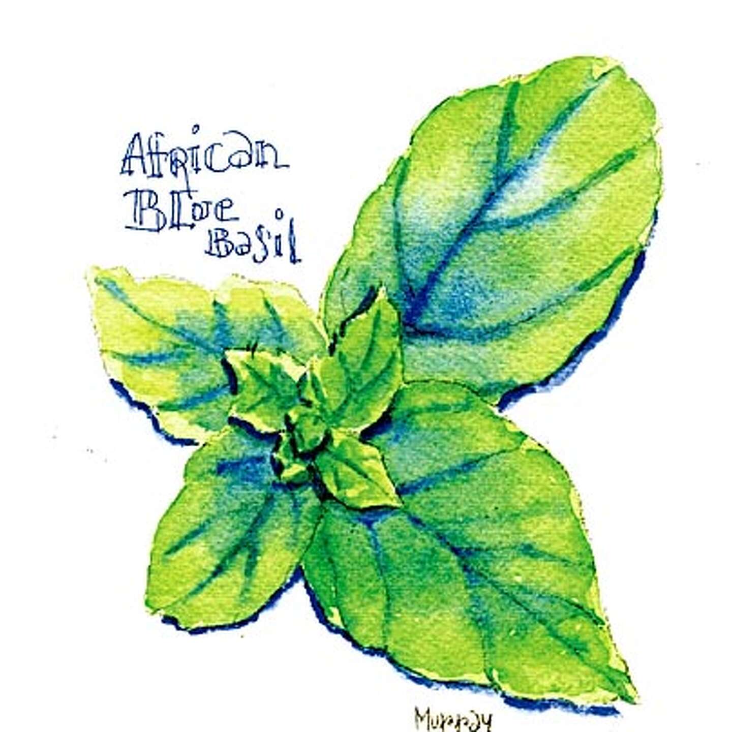 PLANT OF THE WEEK: African blue basil / There's a new basil on the ...