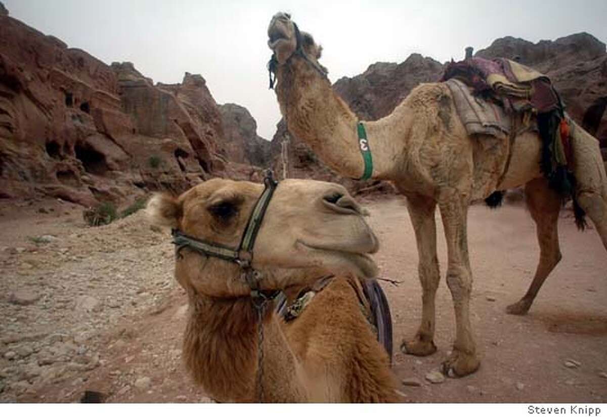 A ROSE in the desert / In the thorny Middle East, welcoming Jordan ...