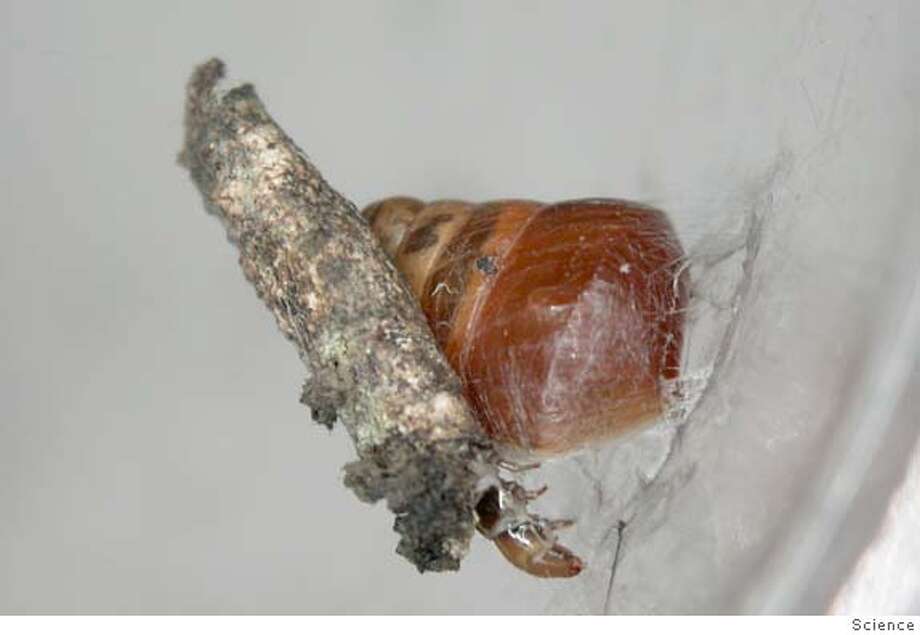 Caterpillars with a taste for the flesh of snails / Biologist finds new ...