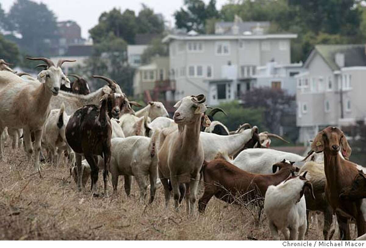 San Francisco's latest brush-reduction plan