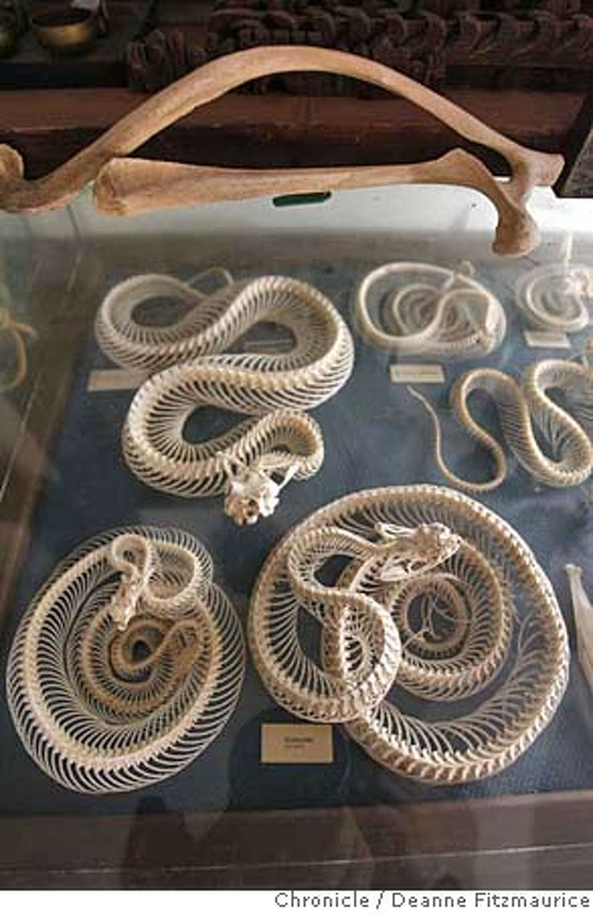 The Bone Collector / Ray Bandar, who has collected the skulls and bones ...