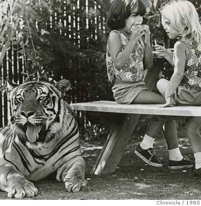 Tiger attack reminds us how times have changed