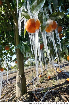 COLD RUINS UP TO 70% OF CITRUS / Growers' efforts can't counteract 3 ...