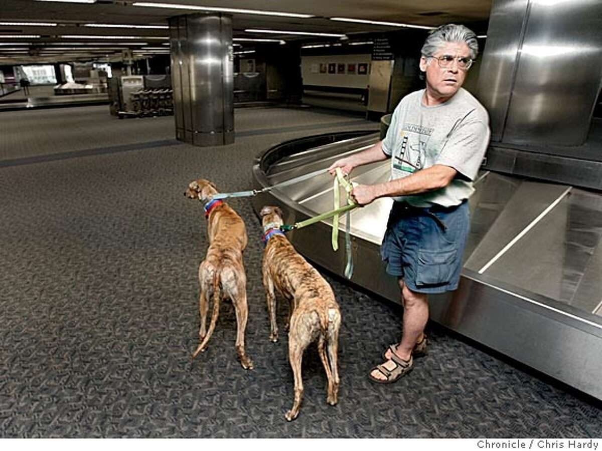 Saving greys / Rescue group saves ex-racing greyhounds from certain death