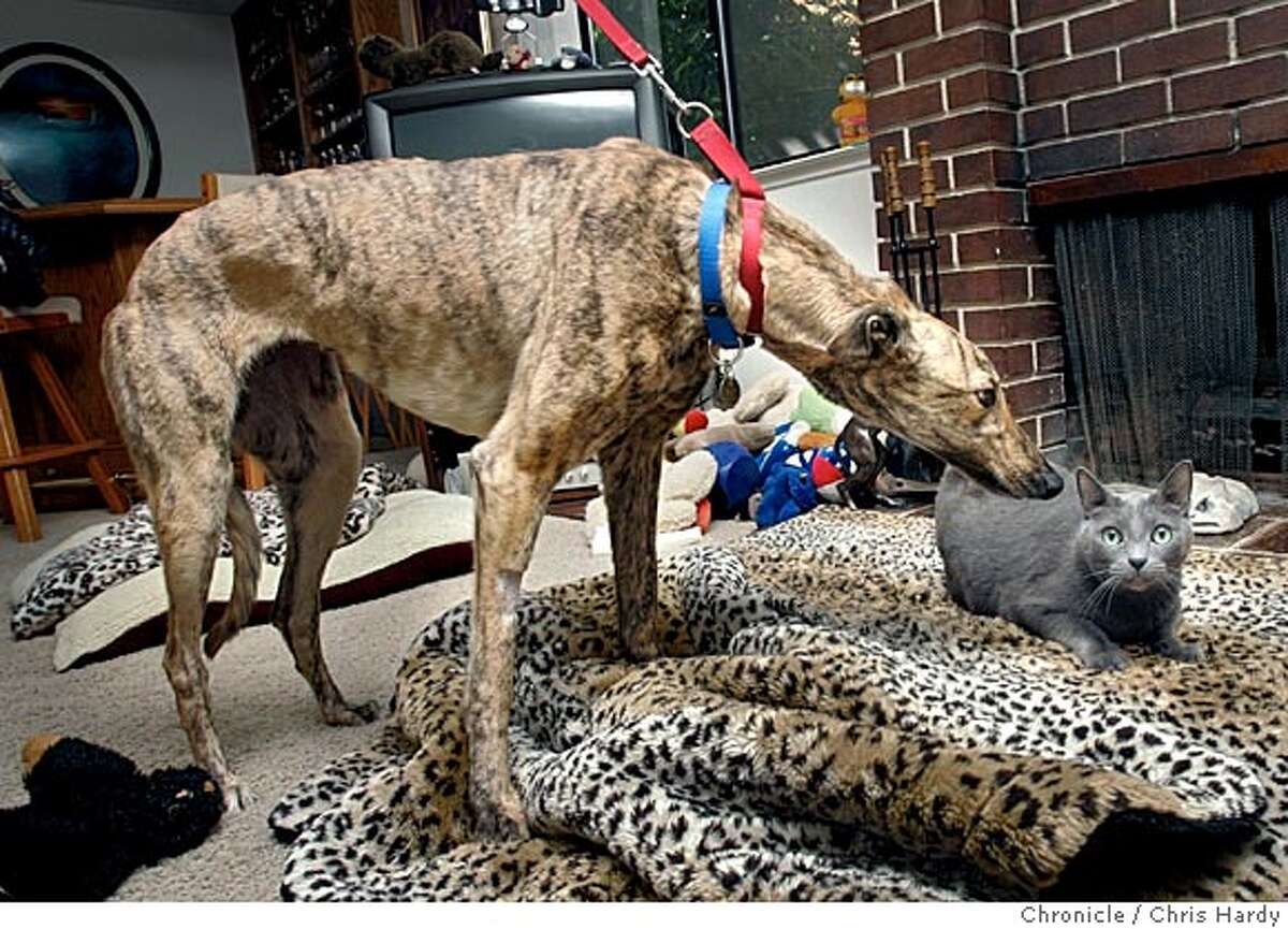 Saving greys / Rescue group saves ex-racing greyhounds from certain death