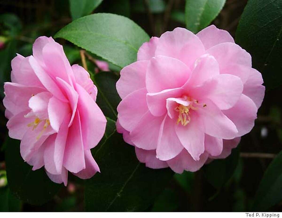 Happy blooming New Year! / Camellias, hellebores, winter hazel can ...