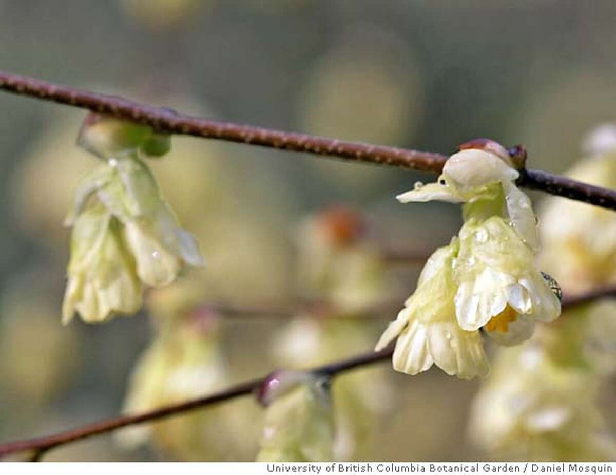 Happy blooming New Year! / Camellias, hellebores, winter hazel can ...