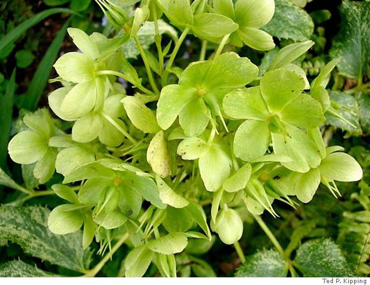 Happy blooming New Year! / Camellias, hellebores, winter hazel can ...