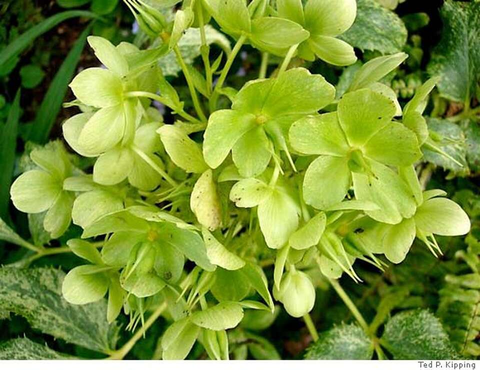 Happy blooming New Year! / Camellias, hellebores, winter hazel can ...