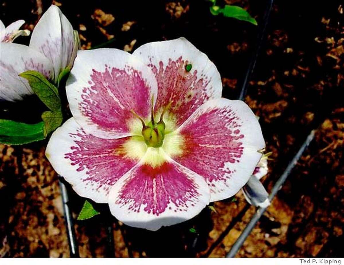 Happy blooming New Year! / Camellias, hellebores, winter hazel can ...