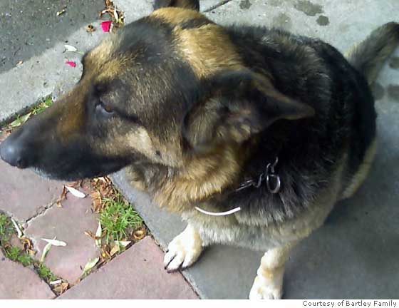 Dog shot while fending off Oakland robber