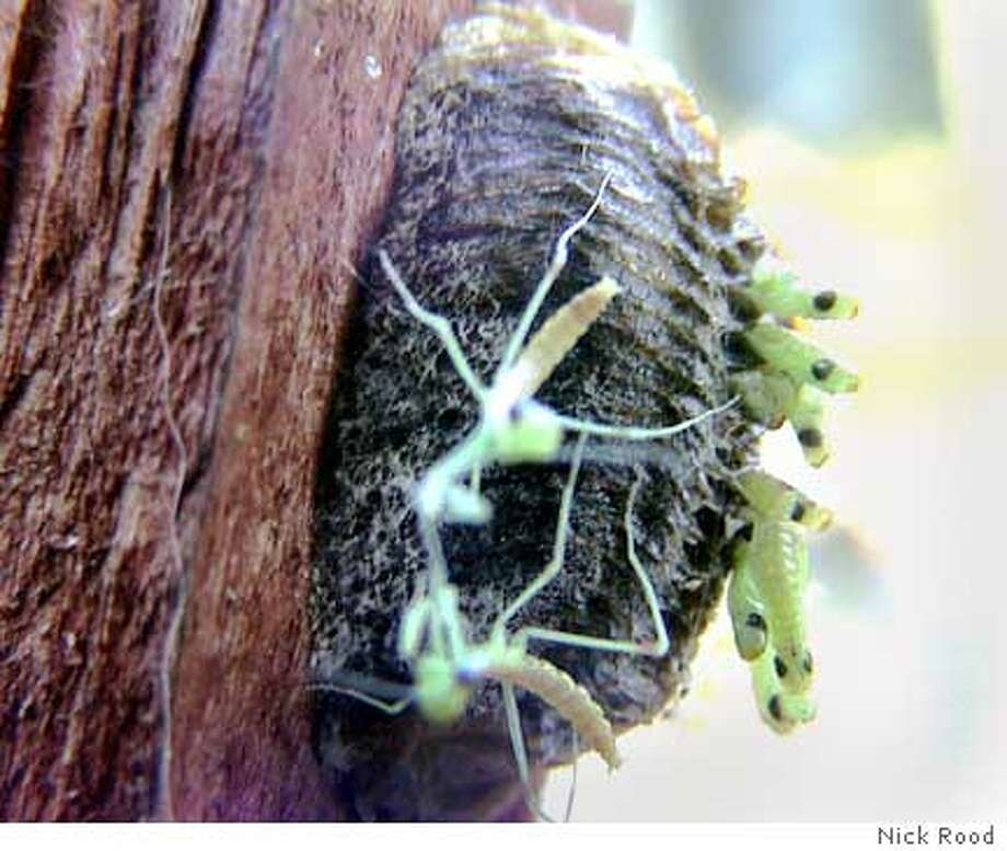 Grace notes embellish patio luncheon / Praying mantis birth an ...