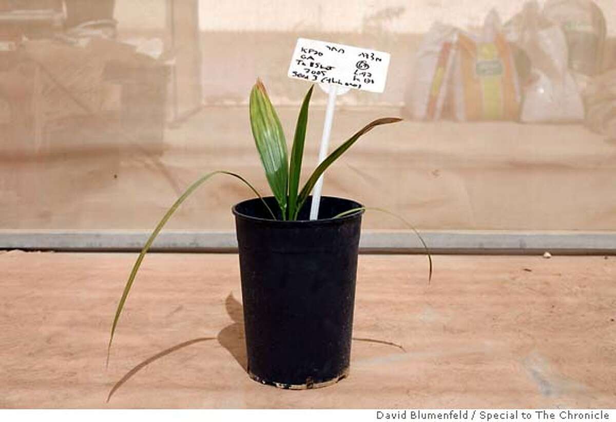 Seed of extinct date palm sprouts after 2,000 years