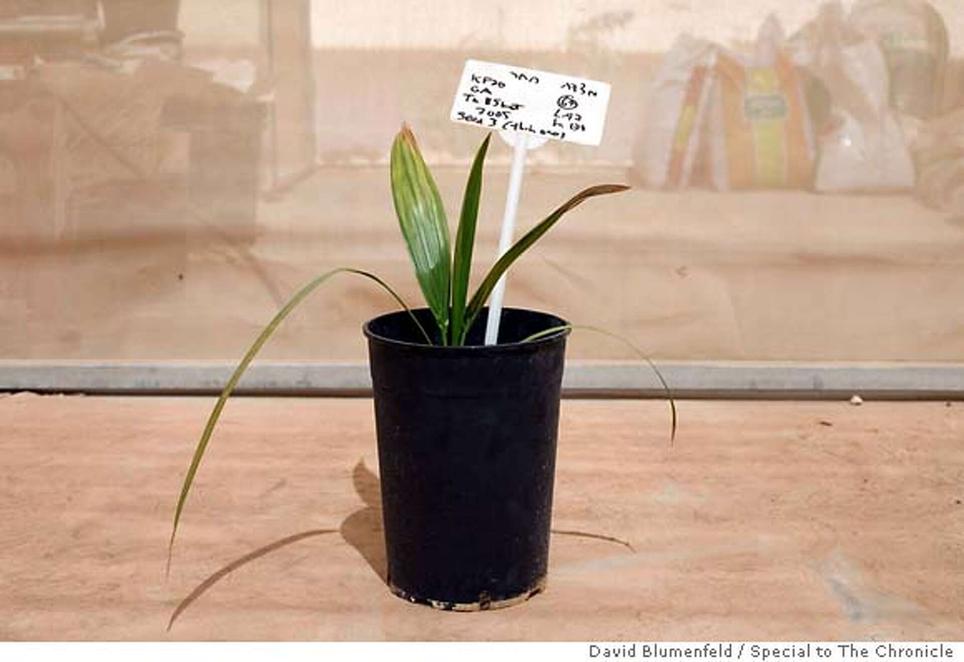 Seed of extinct date palm sprouts after 2,000 years