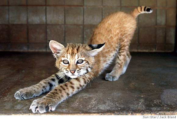 SAN JOAQUIN COUNTY / Catfight over UC Merced mascot / Animal rights ...