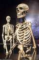 Cutting Neanderthals off the family tree / Modern humans derive fully ...