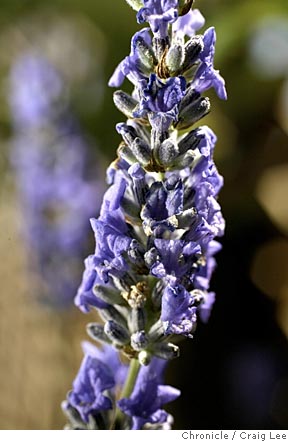 Falling for lavender all over again