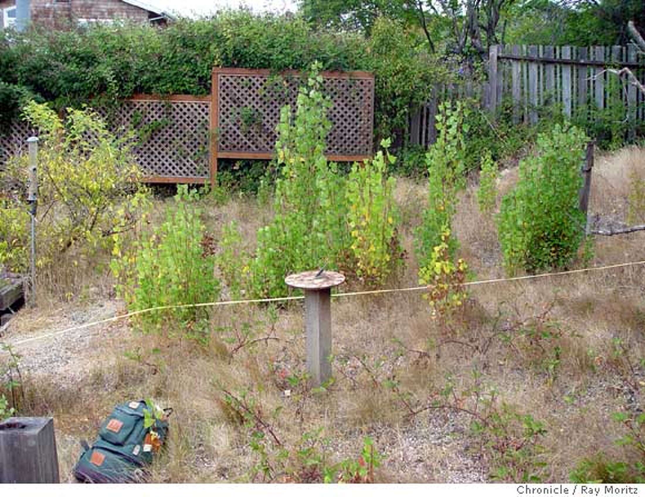 Beware of planting aggressive 'pioneer' trees / Some species are quite ...