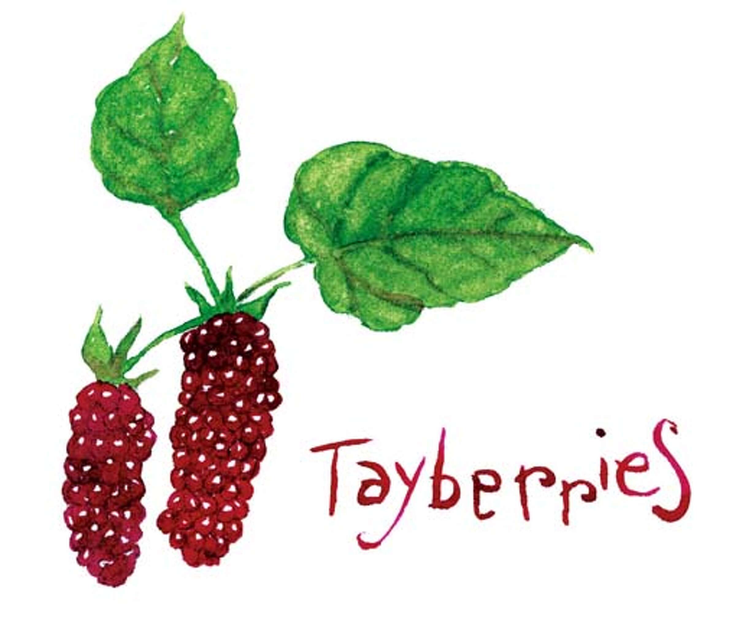 Got fog? Grow 'Tayberry'