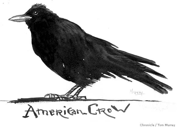 West Nile virus' spread threatens Bay Area crows / Birds show high ...
