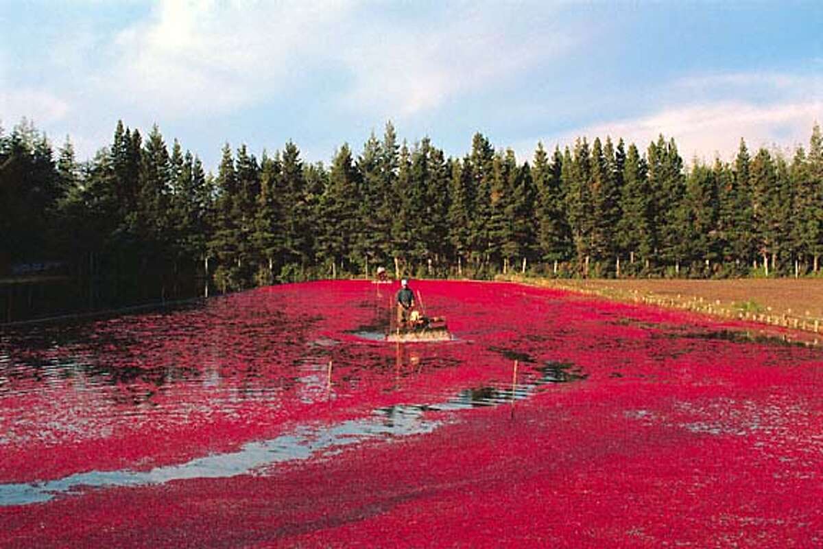 Cranberry fields forever / Bandon is Oregon's saucy little getaway