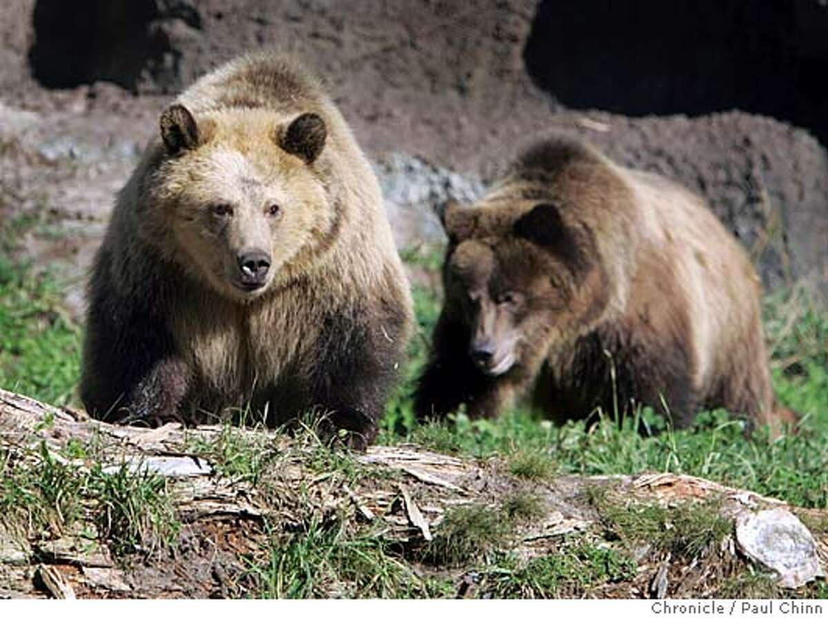 Environmental group wants to bring the grizzly bear back to California