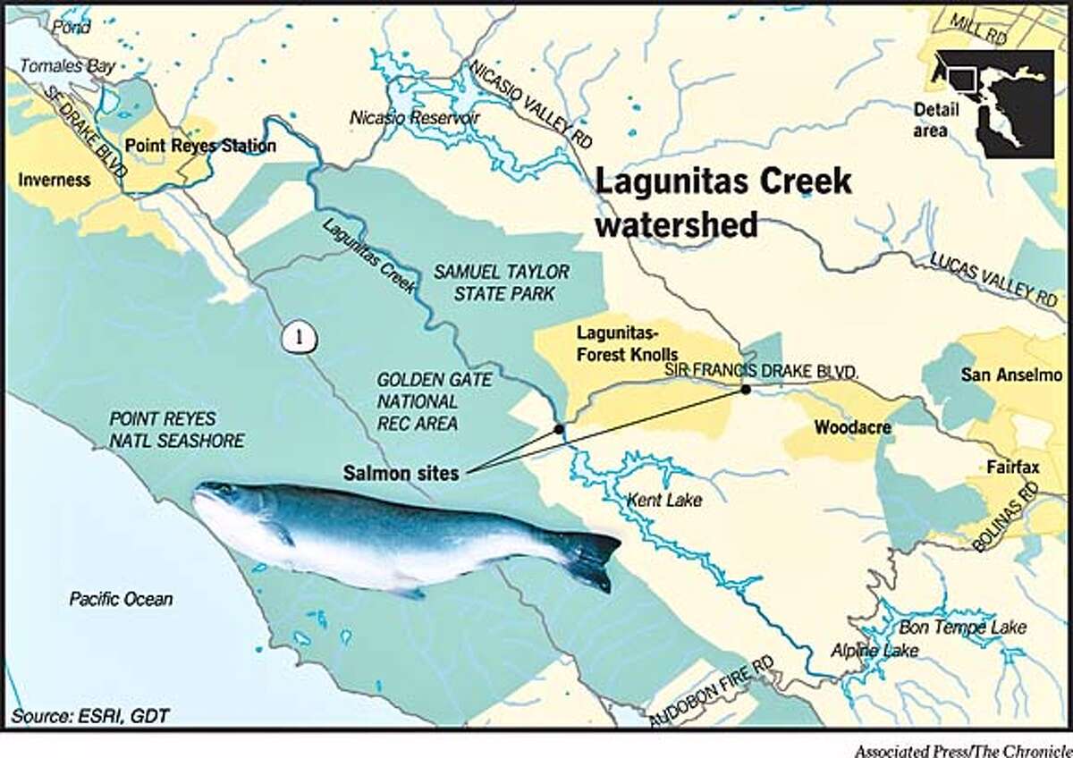 Riparian connections run deep in Lagunitas Creek