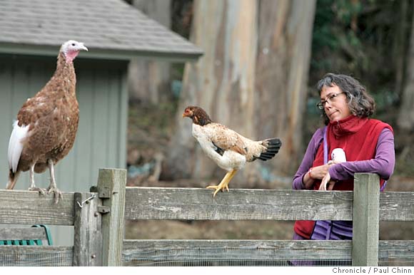 Pondering the poultry