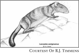 Scientists find animal sold as food in Laos is new rodent