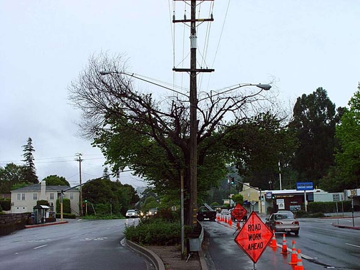 'Frankenstein pine' lurches about / Pruning around power lines leaves ...