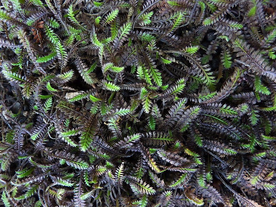 'Platt's Black' makes a beautiful ground cover