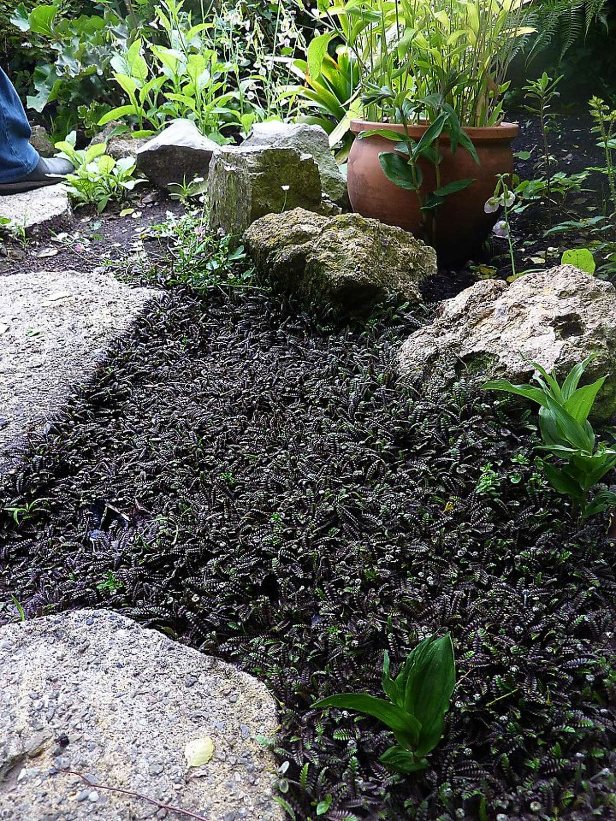 'Platt's Black' makes a beautiful ground cover