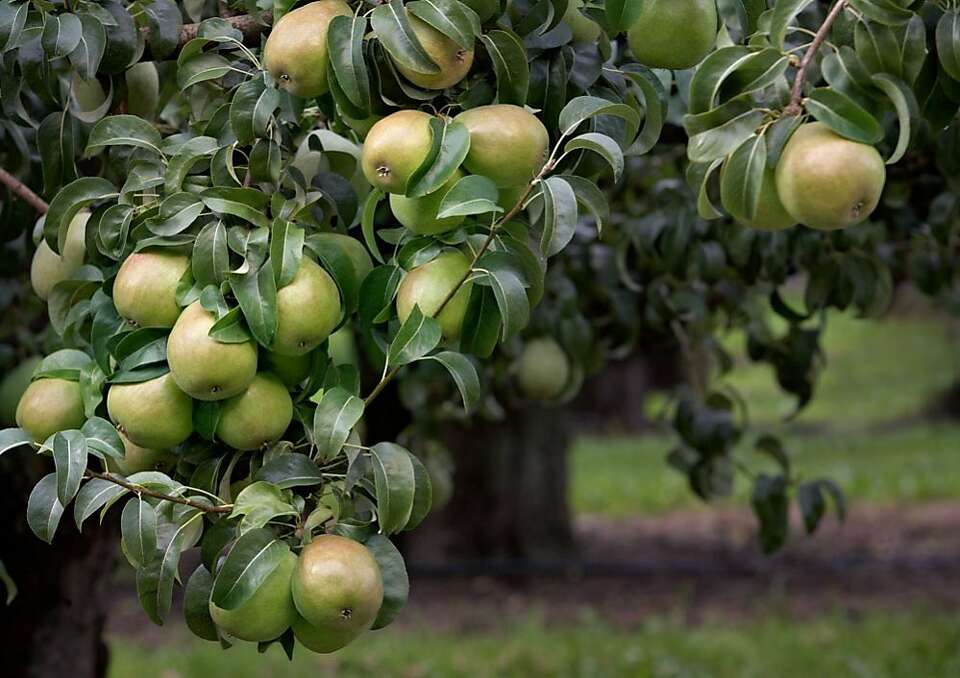 Pear fruit trees best Bay Area bet