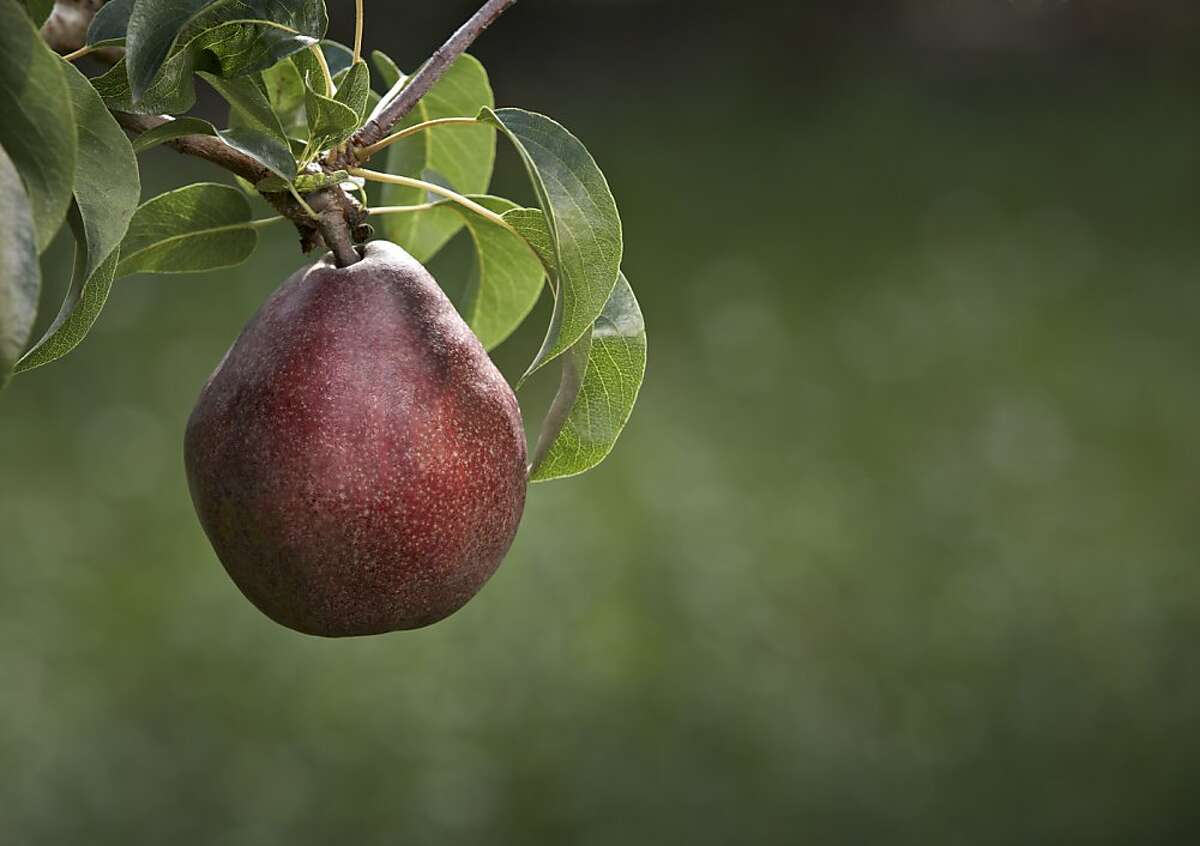 Pear fruit trees best Bay Area bet