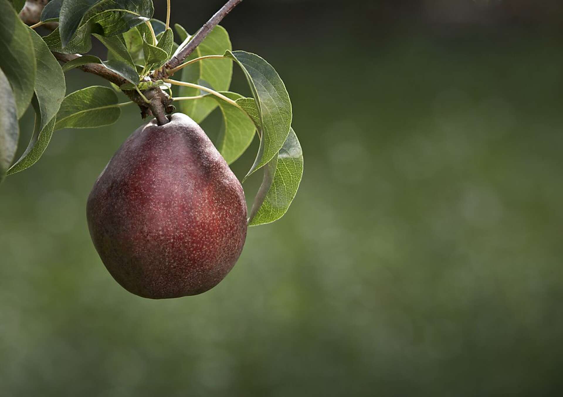 Pear fruit trees best Bay Area bet
